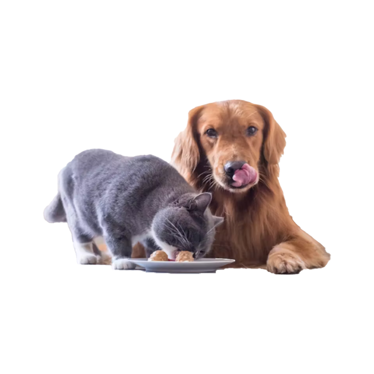 Your Best Premium Online Shopping Supermarket |Fiji| - RB Patel Group